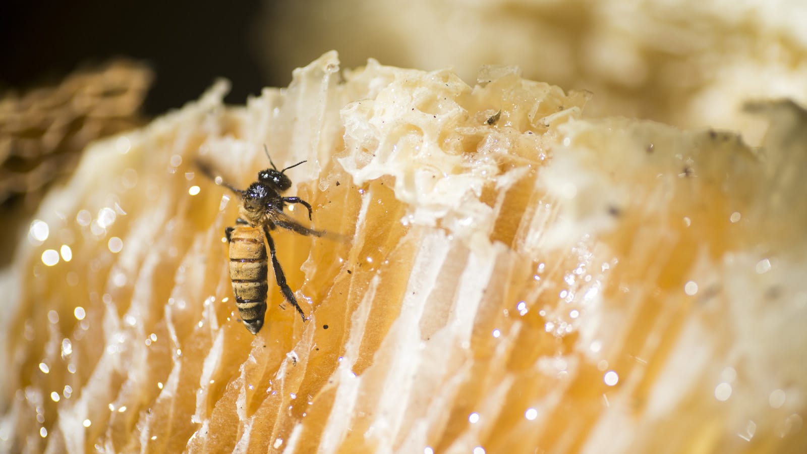 Four Seasons Wild Sayan Honey Saves the Bees that produce it - The Peak ...