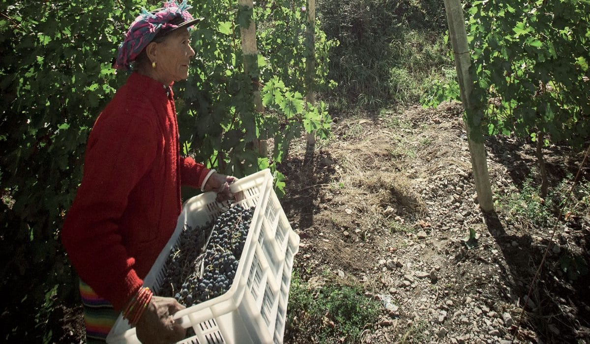 The real China Wine: The secrets behind Ao Yun, the delicious LVMH ...