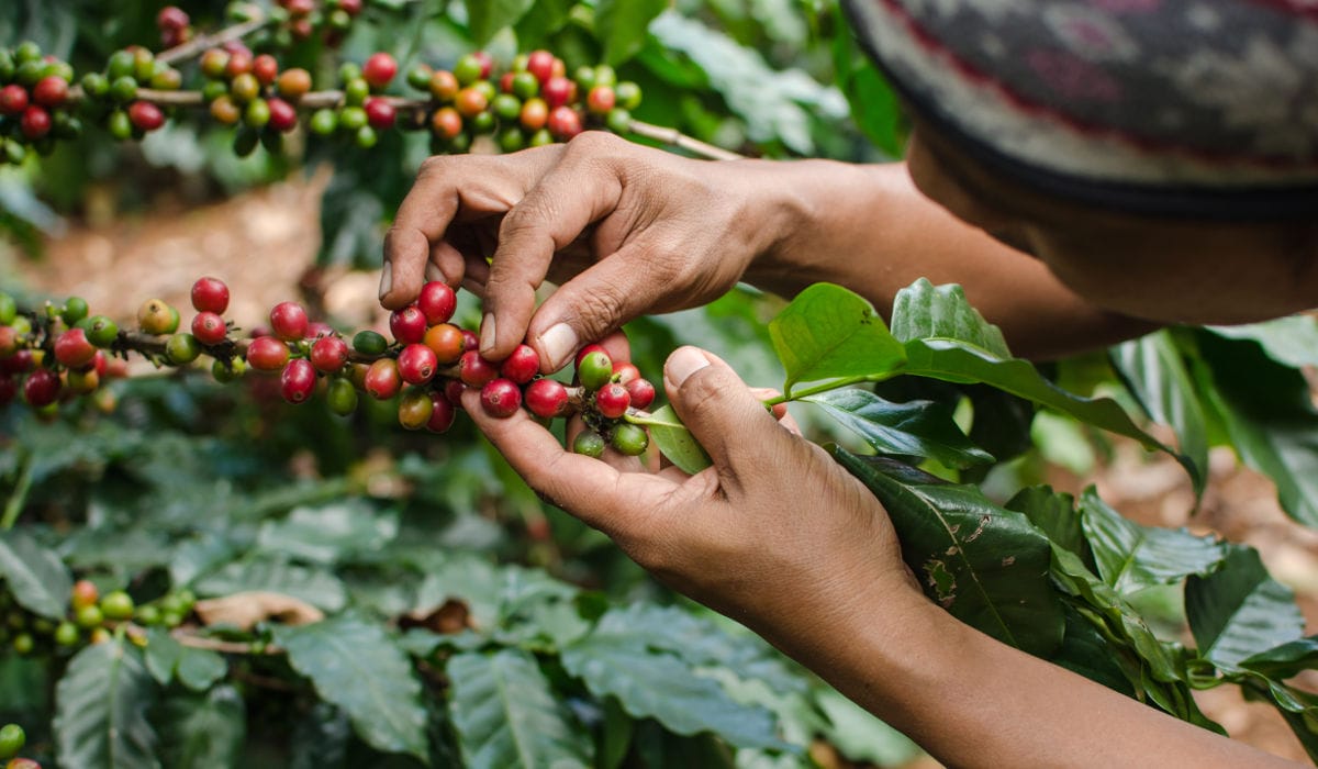 What is the Nespresso AAA Sustainable Quality Programme? We Find out ...