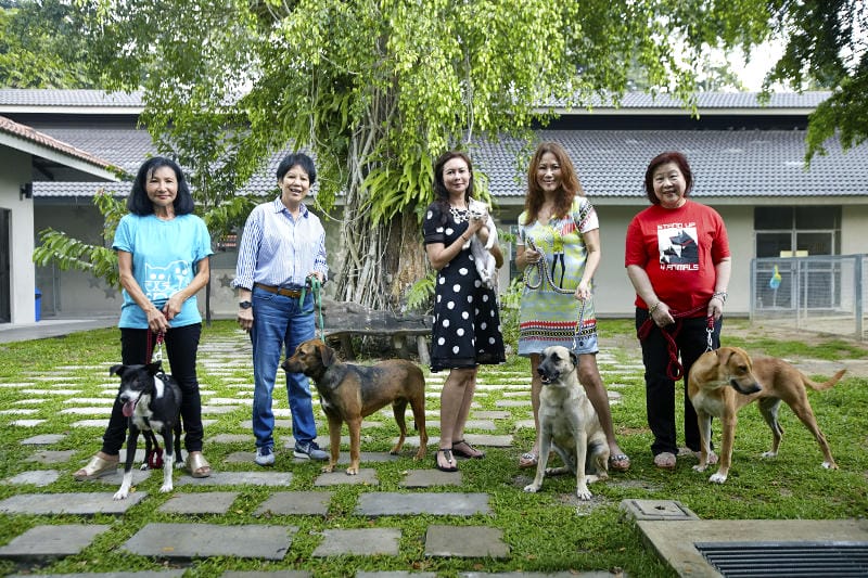 The Peak speaks to the five altruistic figures of SPCA Selangor who ...