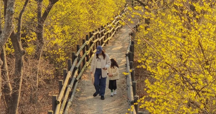 Best Places To Visit For Spring Flower Blooms In Asia | The Peak Malaysia